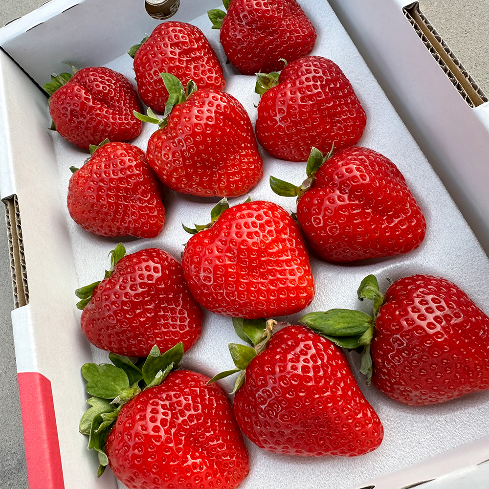 福岡県産 あまおう苺Excellent（9粒～12粒） | 商品詳細 | 高島屋オンラインストア